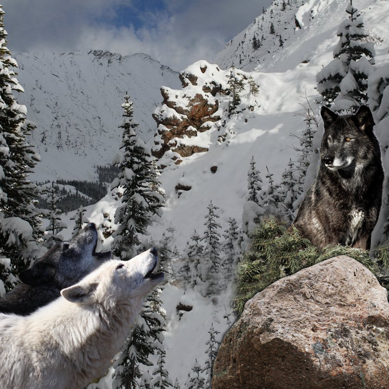 ~ Call Of The Wild ~ | Digital Scrapbooking at Scrapbook Flair